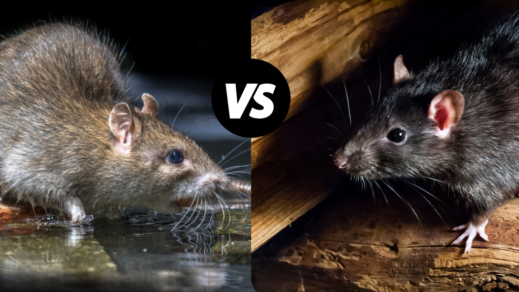 Roof Rat Vs House Mouse