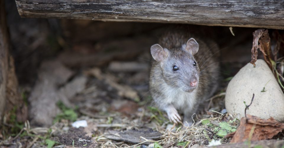 Do Rodents Have Good Vision? - VM Products