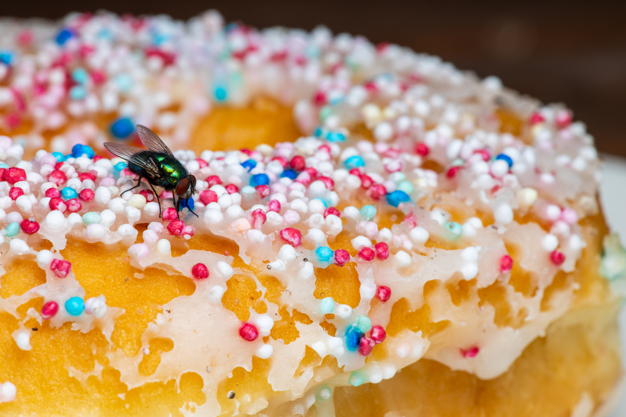 Unveiling the Power of the FBS (Fly Bait Station): An Innovative Tool ...